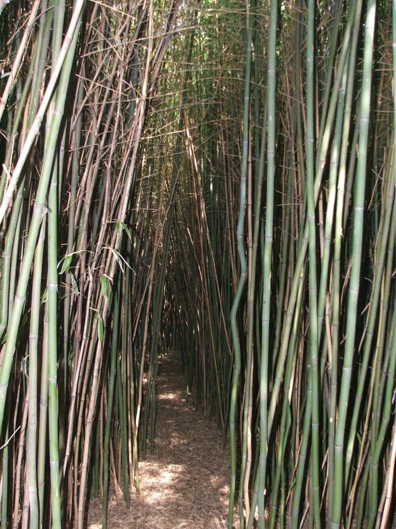 Bamboo-bambusz faiskola csemetekert