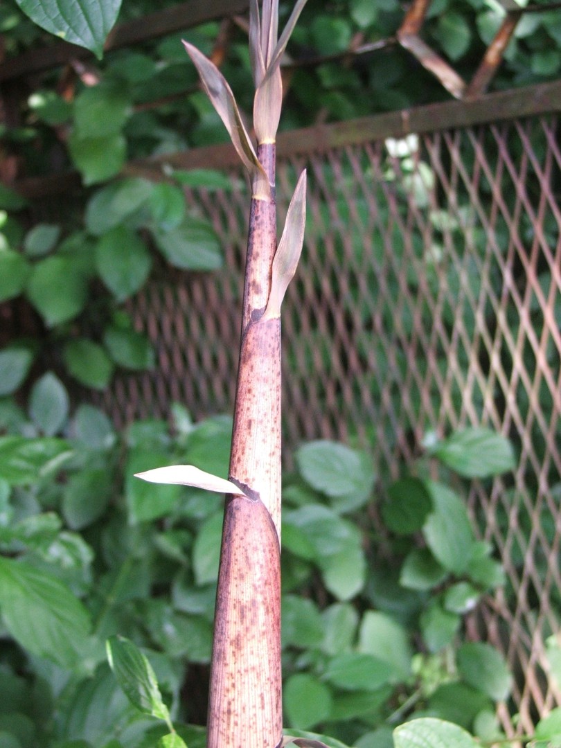 Bamboo-bambusz faiskola csemetekert